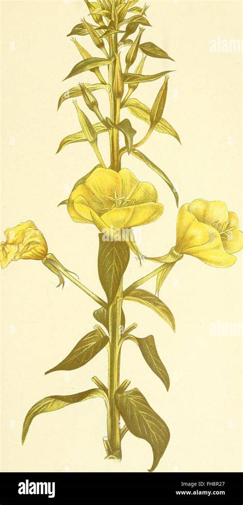 The Mutation Theory Experiments And Observations On The Origin Of Species In The Plant Kingdom