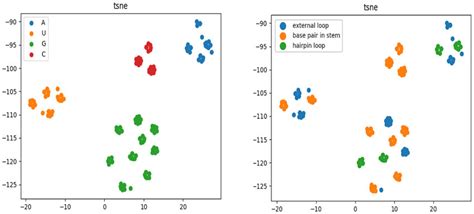 Visualization Of Rna Base Embedding Shown Is A T Sne Projection From A Download Scientific
