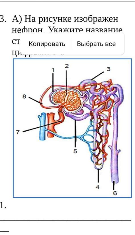 На рисунке изображен нефрон Укажите название структур обозначенных цифрами 1 6 Школьные