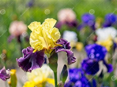 Multi Colored Irises Stock Image Image Of Iris Isolated 174082883