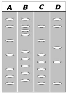 Biology Taxonomy Flashcards Quizlet