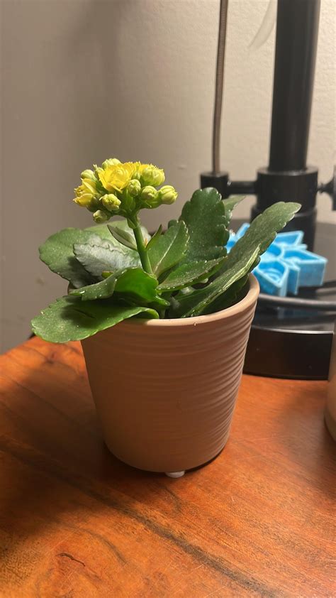 Trader Joes Burrata Rtraderjoes