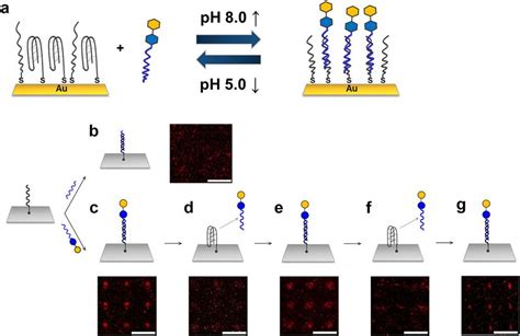 Glycan Chip Based On Structure Switchable Dna Linker For On Chip Biosynthesis Of Cancer
