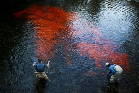 Nutrients Algae Oxygen • Northwest Environmental Advocates