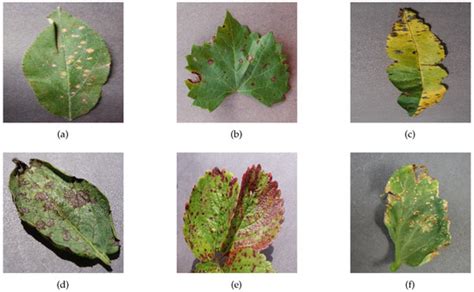 Crop Disease Identification By Fusing Multiscale Convolution And Vision Transformer