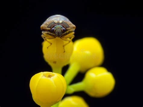 Shield Bug Face To Face Stock Image Image Of Kingfisher 231837217