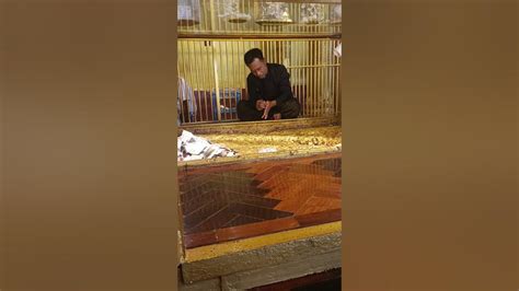 မန်းရွှေစက်တော် အထက်ခြေတော်ရာမှာ ကိုကိုချစ် ရွှေသက်န်းကပ်အလှူလေးပ