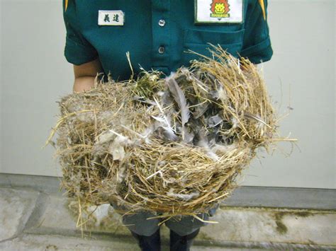 この巣なんの巣気になる巣 飼育日誌ブログ よこはま動物園ズーラシア公式サイト公益財団法人 横浜市緑の協会