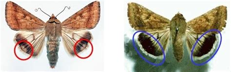 Life Cycles Helicoverpa Armigera And H Punctigera Lepidoptera Noctuidae As Agricultural