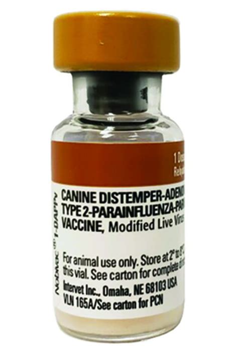 Going Viral A Detailed Look At Canine Viruses Whole Dog Journal