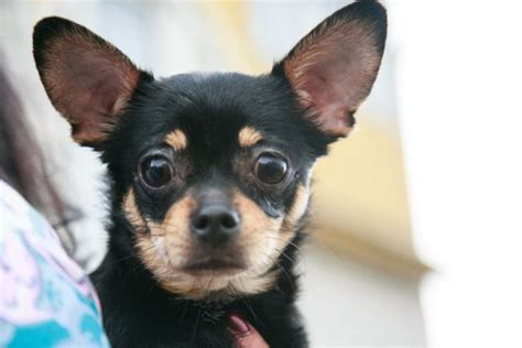 Топ 10 пород собак для содержания в квартире новости собаки породы квартира уход советы