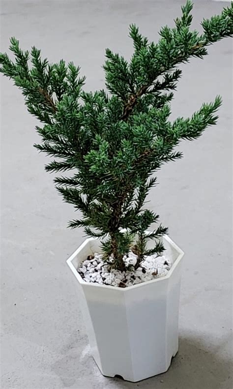 Mini Juniperus Chinensis Furniture And Home Living Gardening Plants