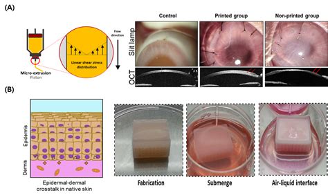 3d 프린터로 만드는 인공장기 Sciencetimes