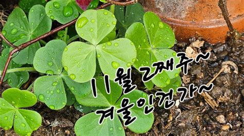 Ep29체리텃밭 11월 2째주원추리겹샤스타데이지유럽아주가 Youtube