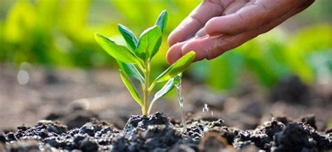 Mescyt Hace Jornada De Reforestación En Bonao