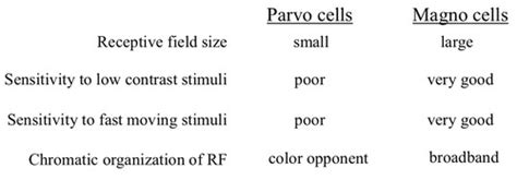 Nsc 222 Functional Streams The Extrastriate Cortex Flashcards Quizlet