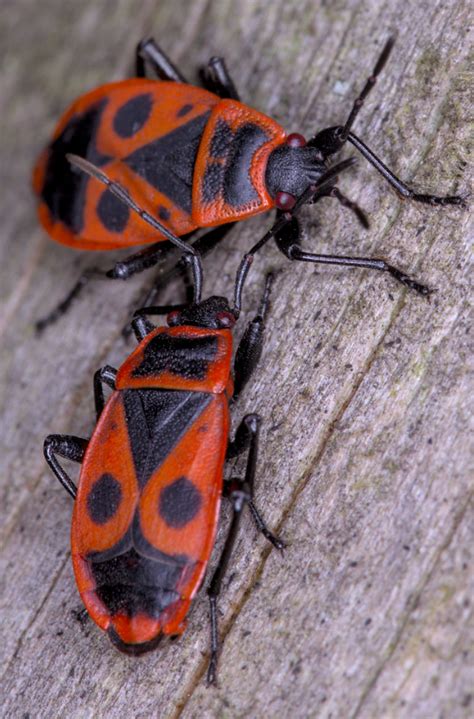 Two Spotted Stink Bug Artofit