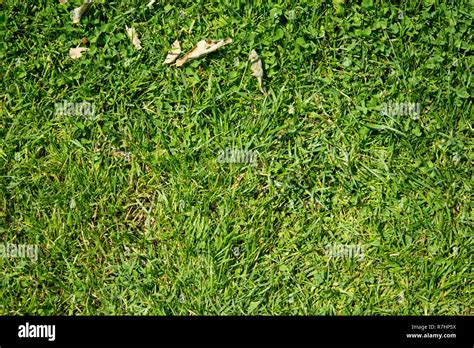 Green Grass Texture Stock Photo Alamy