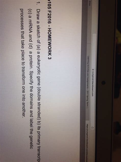 Solved Draw A Sketch Of A Eukaryotic Gene Double Stranded