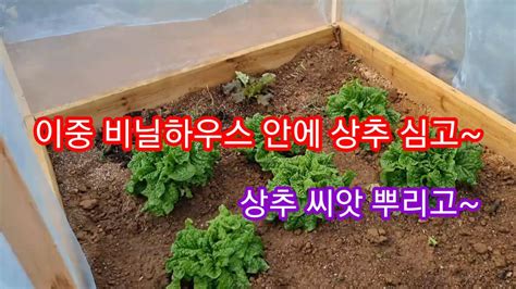 이중 비닐하우스 안에 상추 심고 씨앗 뿌리고 겨울배추 겨울상추 이중비닐하우스 겨울채소 Greenhouse Youtube