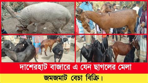 দাশেরহাট বাজারে এ যেন ছাগলের মেলা। ব্লাক বেঙ্গল ছাগল পালন পদ্ধতি।black Bengal Goat 3m