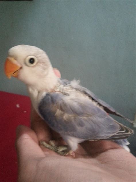 Violet Masked Lovebird
