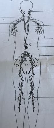 Lymphatic System Diagram Quizlet