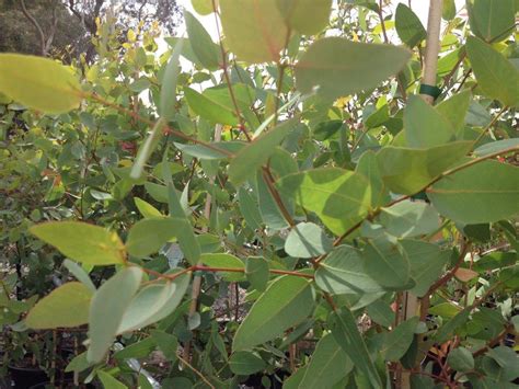 Eucalyptus Euky Dwarf Gum Plants For Spaces