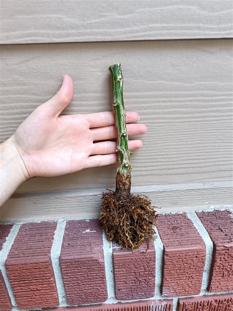 My Extreme Pruning Experiment 10 Days Later Chili Chili