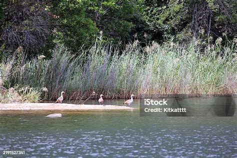 남아프리카 공화국 크루거 국립 공원의 갈대 물가에서 이집트 거위의 고요한 장면 0명에 대한 스톡 사진 및 기타 이미지 0명 갈대속 벼과 거위 새 Istock