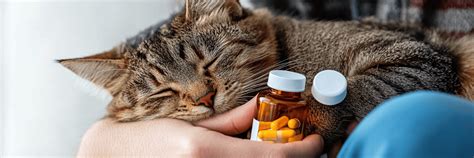 Gabapentin For Cats Uses Dosage Side Effects And Safety Feline Fancy