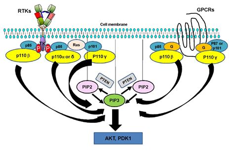 Phosphatidylinositol Pathway