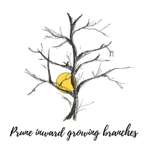 How To Prune Apple Trees In Easy Steps Mehrabyan Nursery