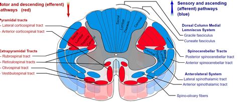 Neuroanatomy Extrapyramidal System Treatment And Management Point Of Care Neuroanatomy Extrapyramidal System Treatment And Management Point Of Care