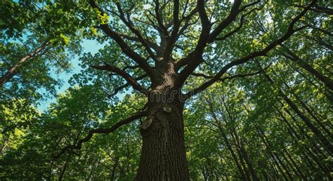 A Towering Tree Possibly An Oak Quercus Spp Extends Its Thick