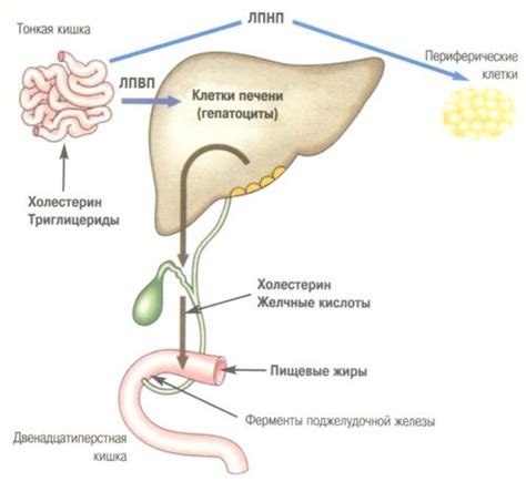 Здоровая жизнь Болезни печени и желчного пузыря