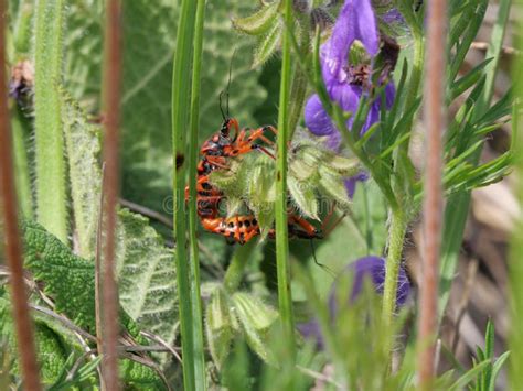 A Pair Of Red Common Fire Bugs Pyrrhocoris Apterus Mating Stock Image Image Of Prairie Nature