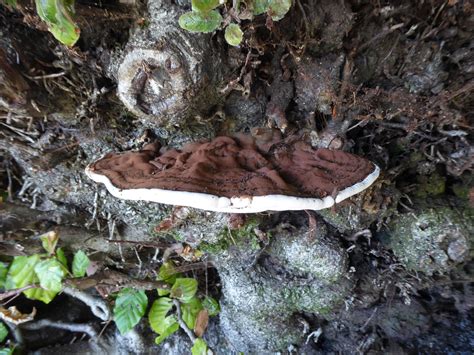 Ganoderma Applanatum The Ultimate Mushroom Guide 2 Recipes