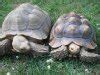 Sex ID Tortoise Forum