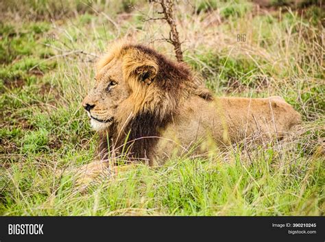 African Male Lion Image Photo Free Trial Bigstock