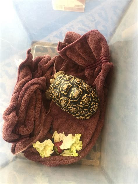 Help Identifying Please R Turtle