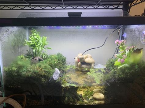 Worried My Substrate Is Too Waterlogged R Vampirecrabs