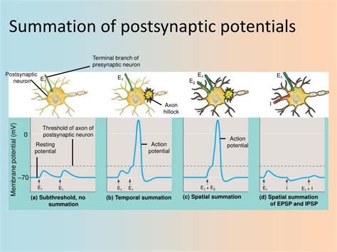 Ppt Nervous System S Powerpoint Presentation Free Download Id 2673882
