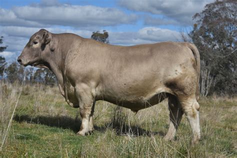 Lot 9 Tintara Sunup S5 Pb Auctionsplus