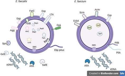 The Science Behind Biofilm Unraveling Enterococcus Genus Remarkable Ability To Produce