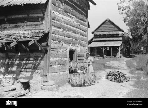 Mrs Compton And Her Four Year Old Son Billy Taking Sticks Of Tobacco Out Of The Barn To The