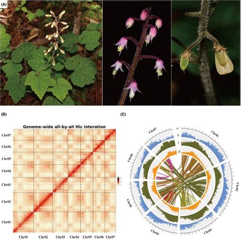 生命科学学院李攀副教授团队在mer发文解析被子植物超蔷薇类的系统发育框架