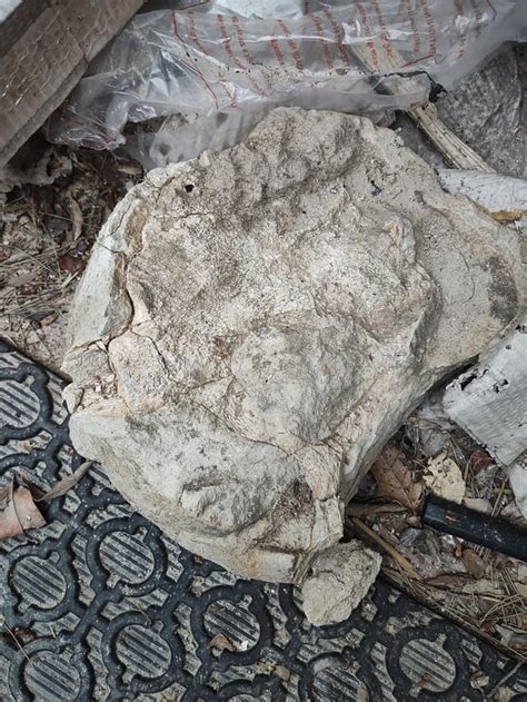 Help Identifying Fossil R Fossils