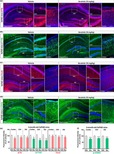 Ibrutinib Significantly Reduces Tau Phosphorylation And Tau Kinase Download Scientific Diagram