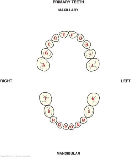 Calcification Enamel Eruption And Root Dates Sequences Flashcards